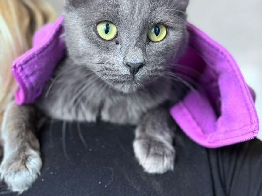 Котик Дымок. Бывшедомашний в приюте Некрасовка