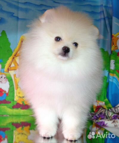 Померанский шпиц медвежьего типа