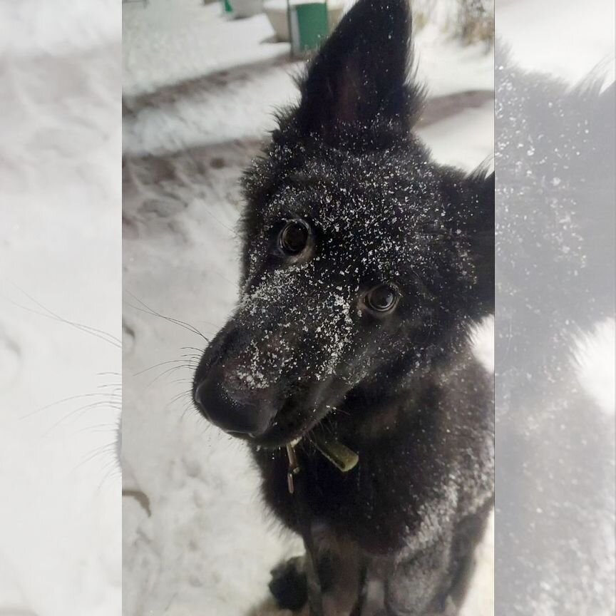 Немецкая овчарка, щенок