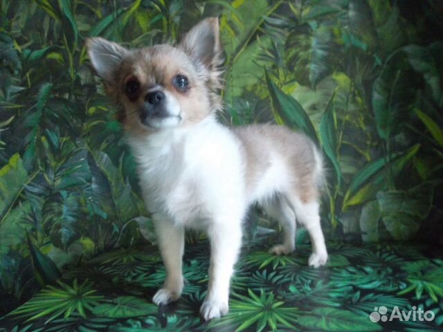 Чихуашечка