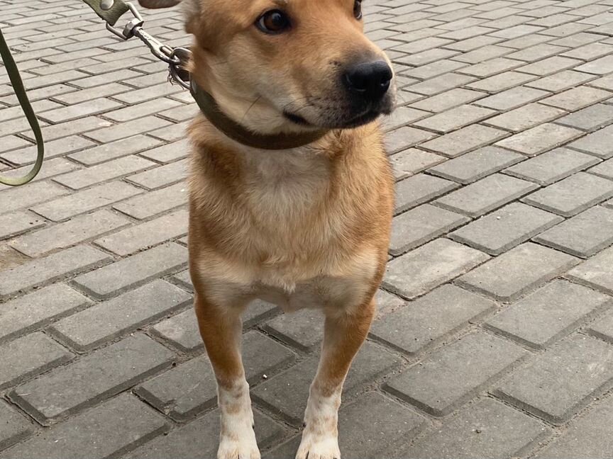 Собака в добрые руки