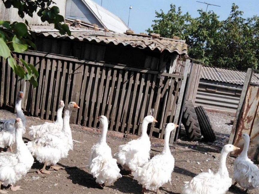 Гуси