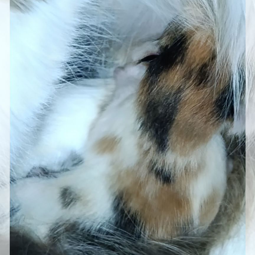 Сибирский котёнок