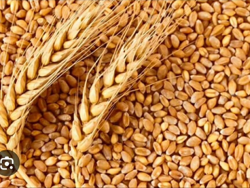 Зерно пшеница