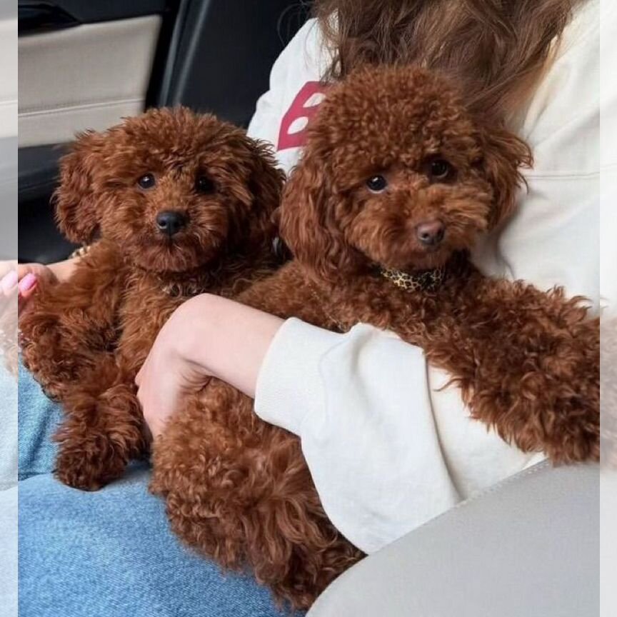 Той-пудель, щенок