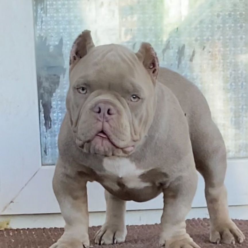 Американский були экзот