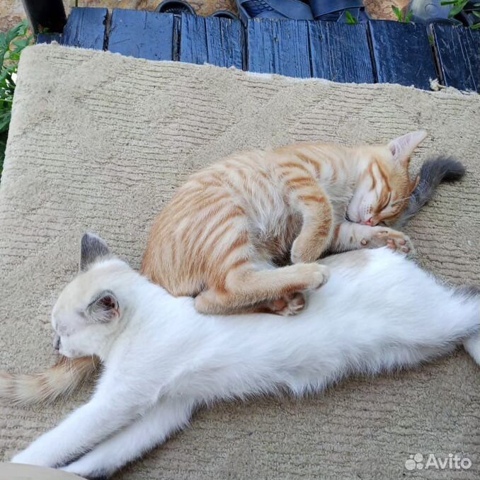 Котики-неразлучники