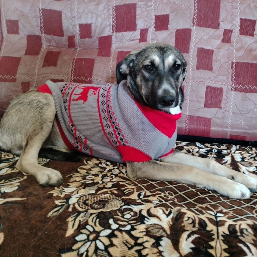 Тим мальчик возраст 5 мес