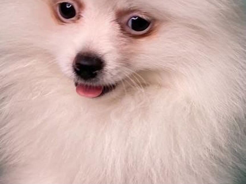 Померанский шпиц мини белый