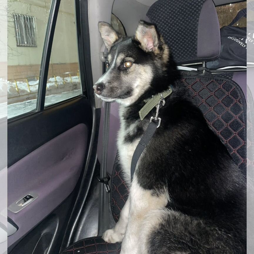 Сибирский хаски, щенок