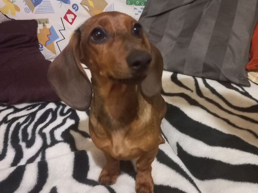 Карликовая такса