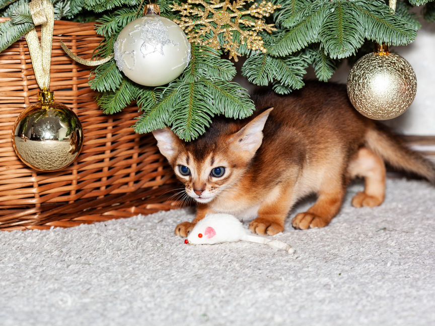 Абиссинские котята