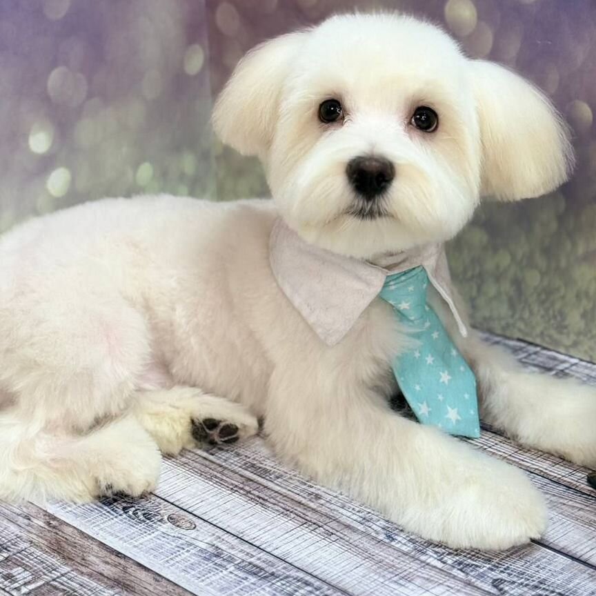 Мальтийская болонка, щенок