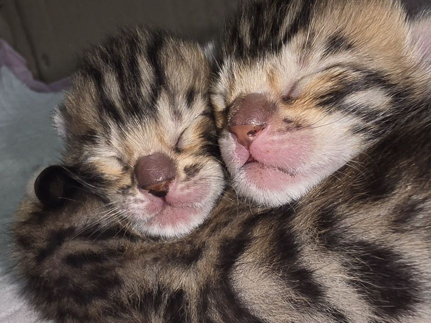 Кошка