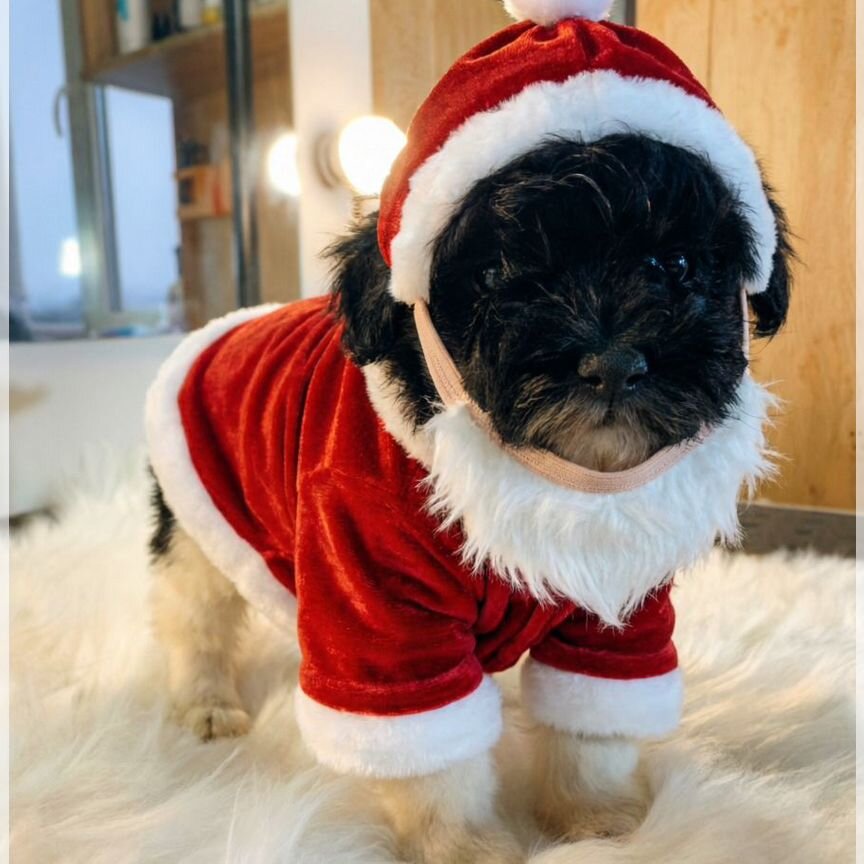 Карликовый пудель, щенок