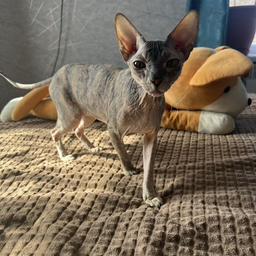 Канадский сфинкс