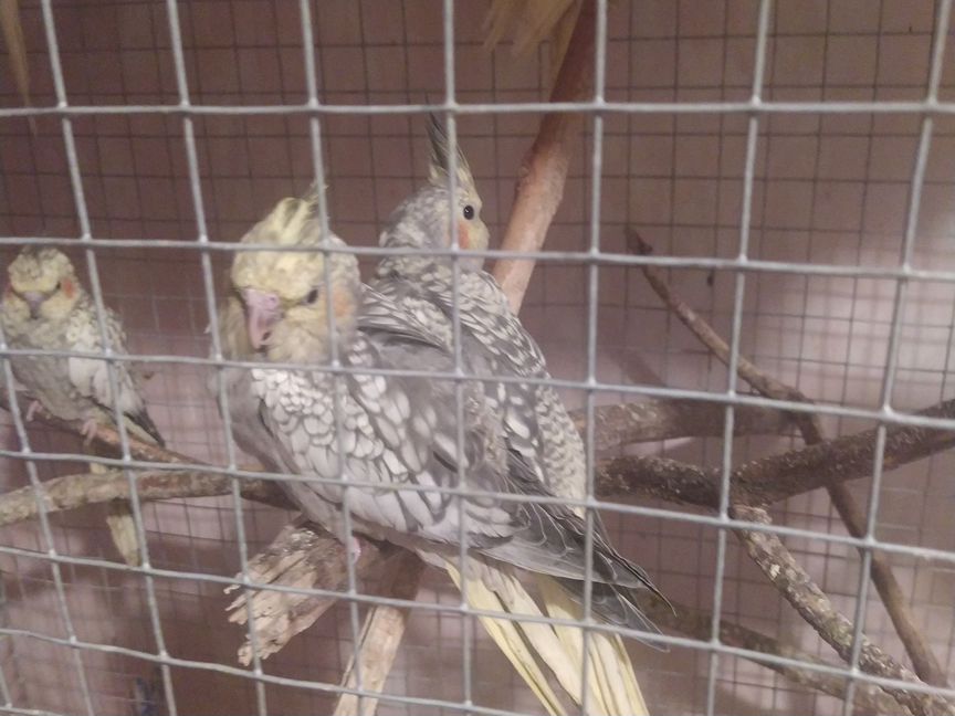 Попугай корелла птенец