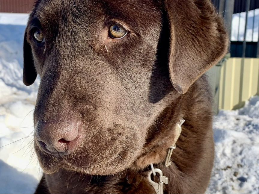 Шоколадный лабрадор