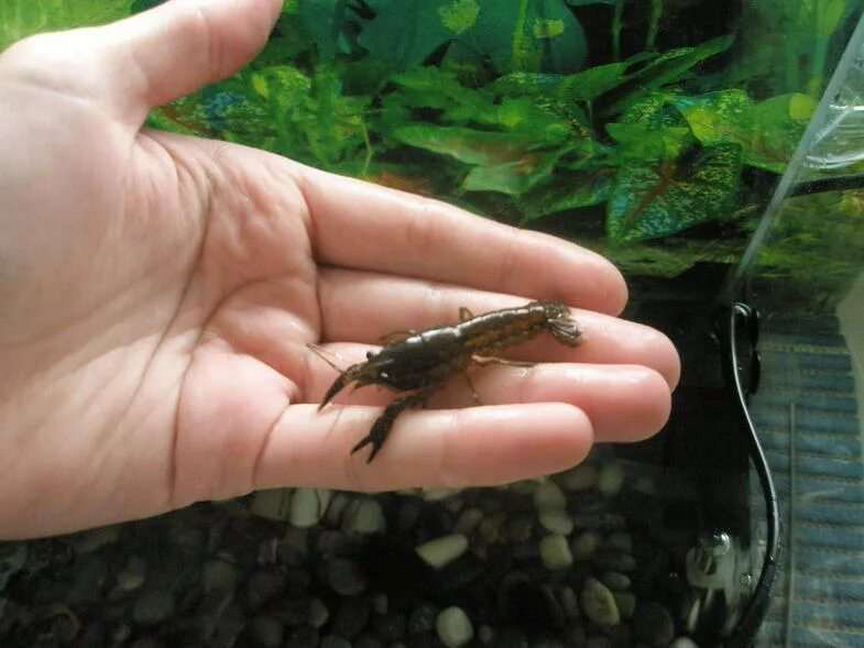 Аквариумные раки