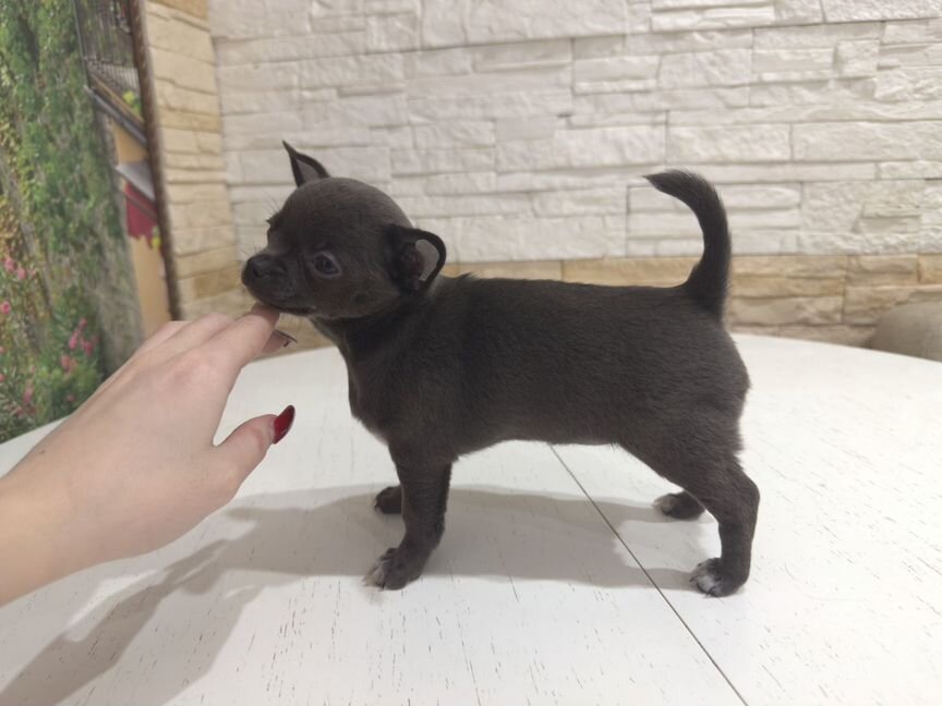 Чихуахуа девочка голубого окраса