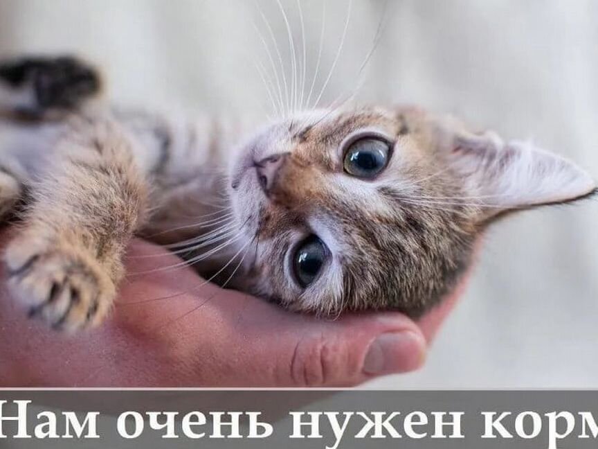 Котикам нужна передержка дом и любая поддержка