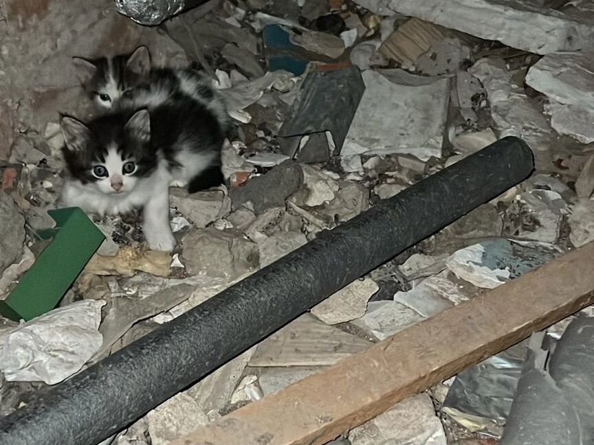 Очень нужна передержка или дом