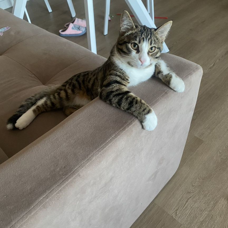 Котенок 7 месяцев