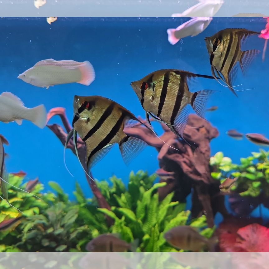 Скалярии Рио нанай