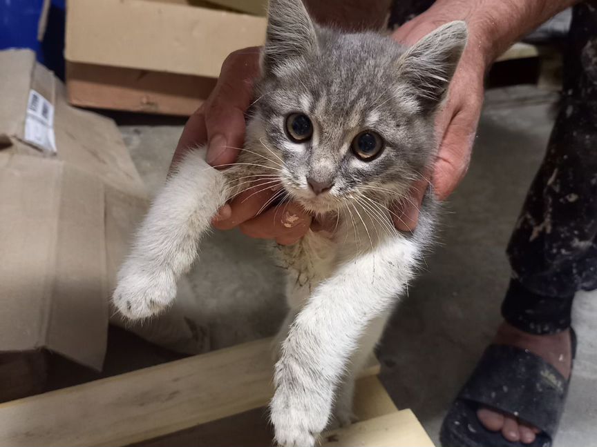 Котёнок погибает в подвале