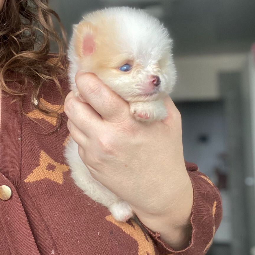 Шпиц девочка 1,5 мес