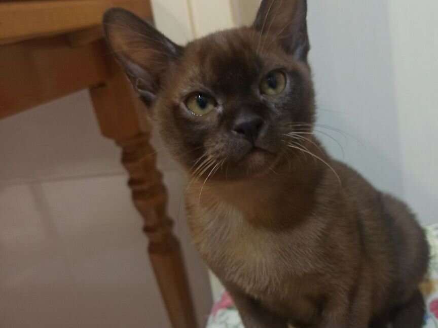 Бурманские котята соболь