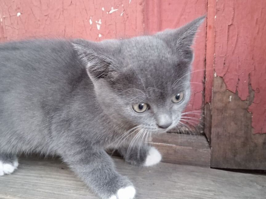 Серая кошечка