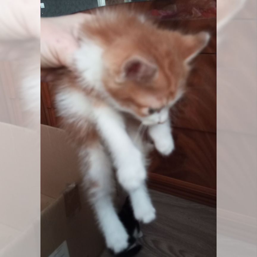 Курильский бобтейл короткошёрстный котёнок