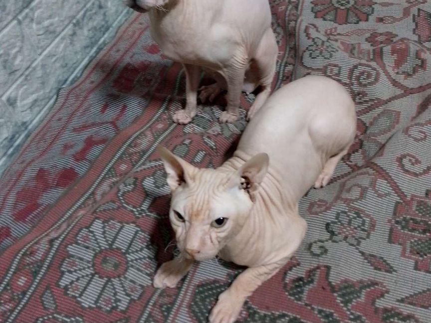 Донские котята сфинксы