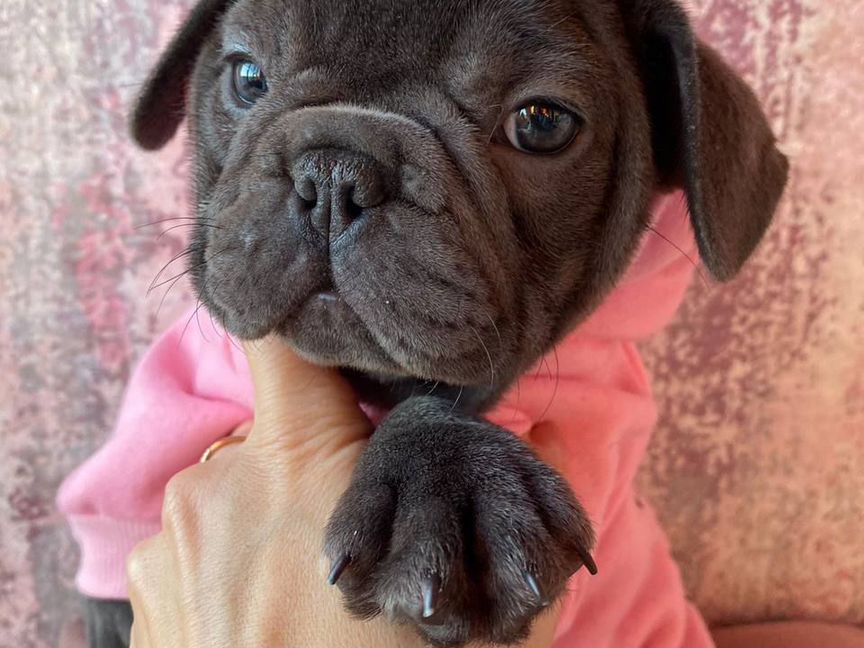 Французский бульдог щенки с геном Изабелла