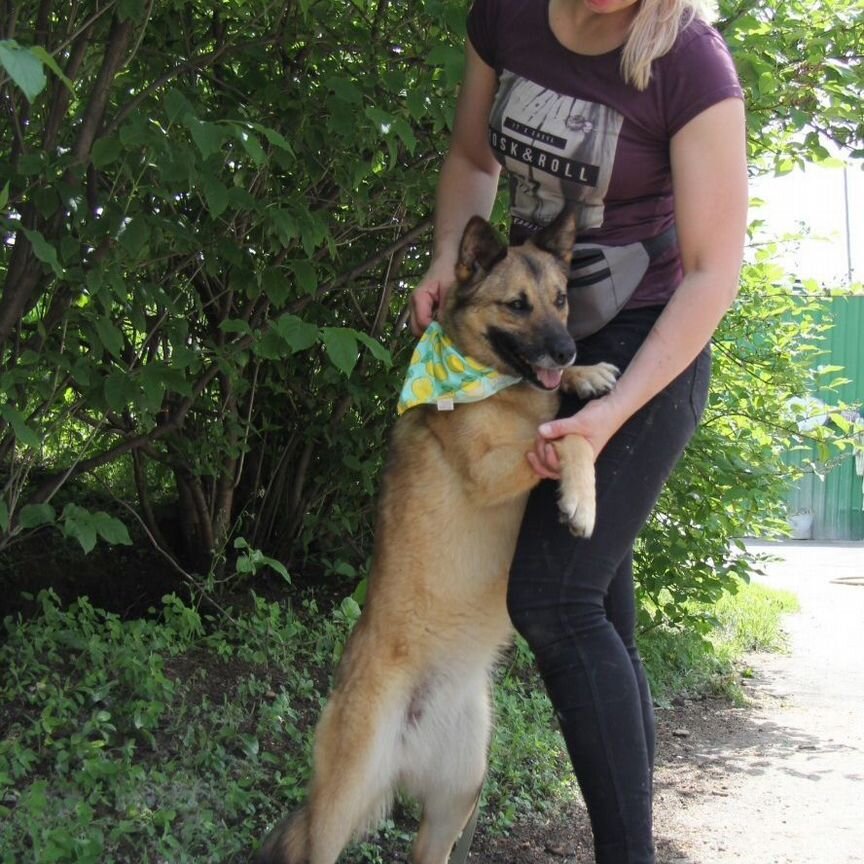 Собака Любознательная Ларочка