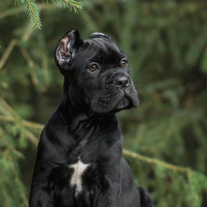 Черный мальчик кане корсо