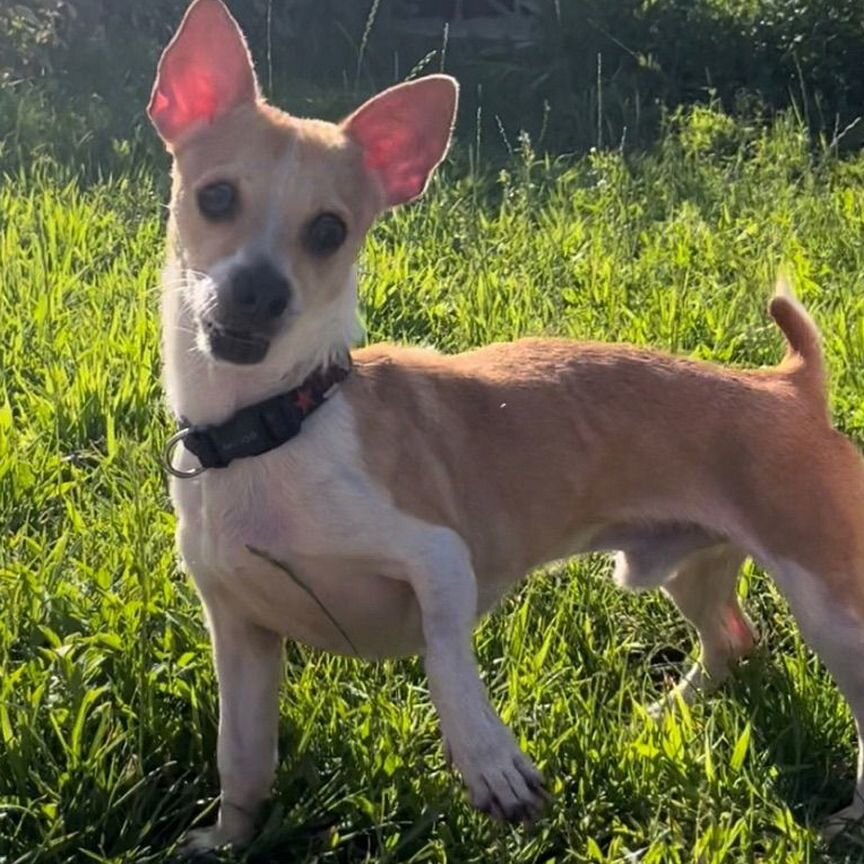 Собака в добрые руки