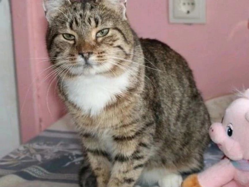 Кот Тиша