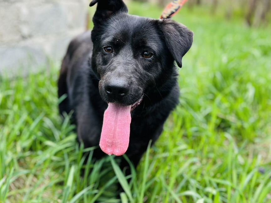 Собака в добрые руки