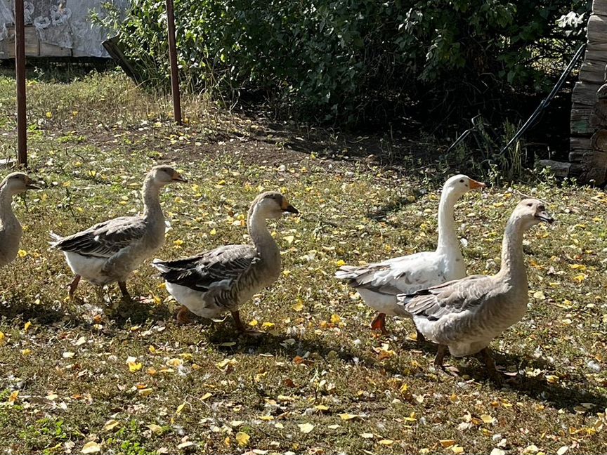 Живые гуси