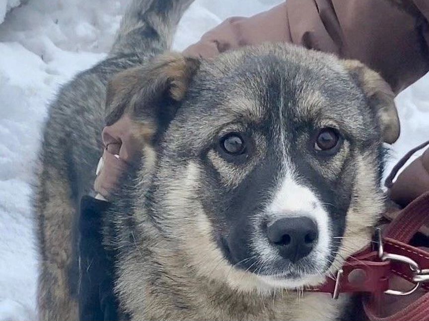 Не крупная собачка в добрые руки