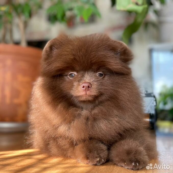 Померанский шпиц шоу класс