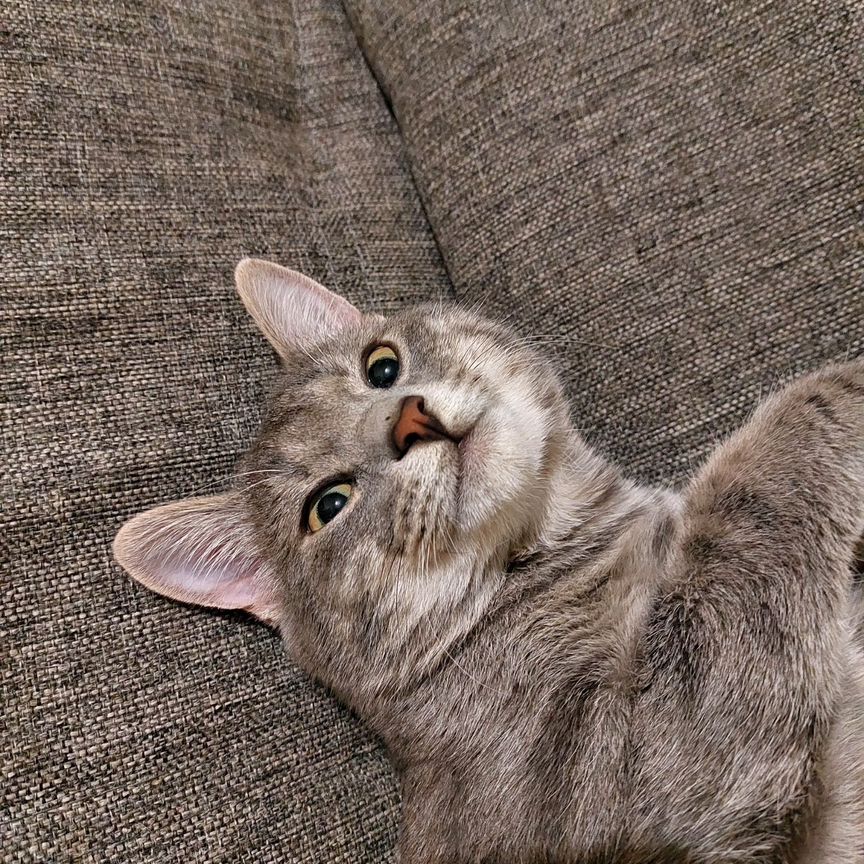 Отдам котика в добрые руки