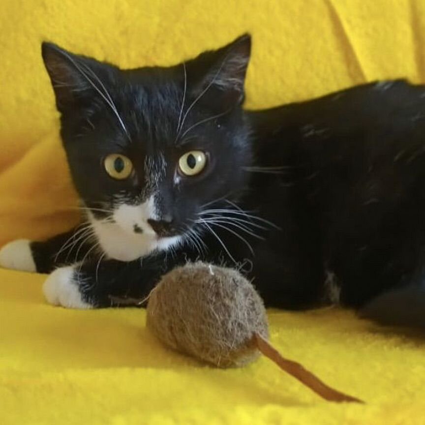 Котёнок в добрые руки