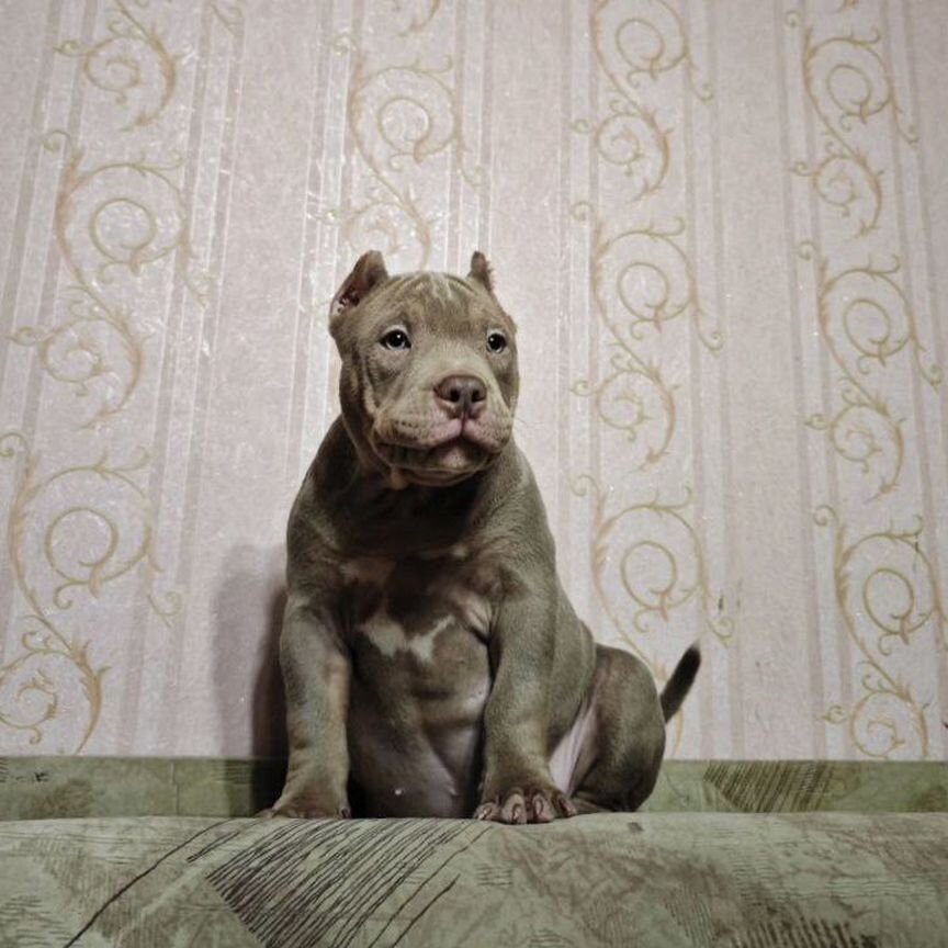 Щенки американского булли девочка