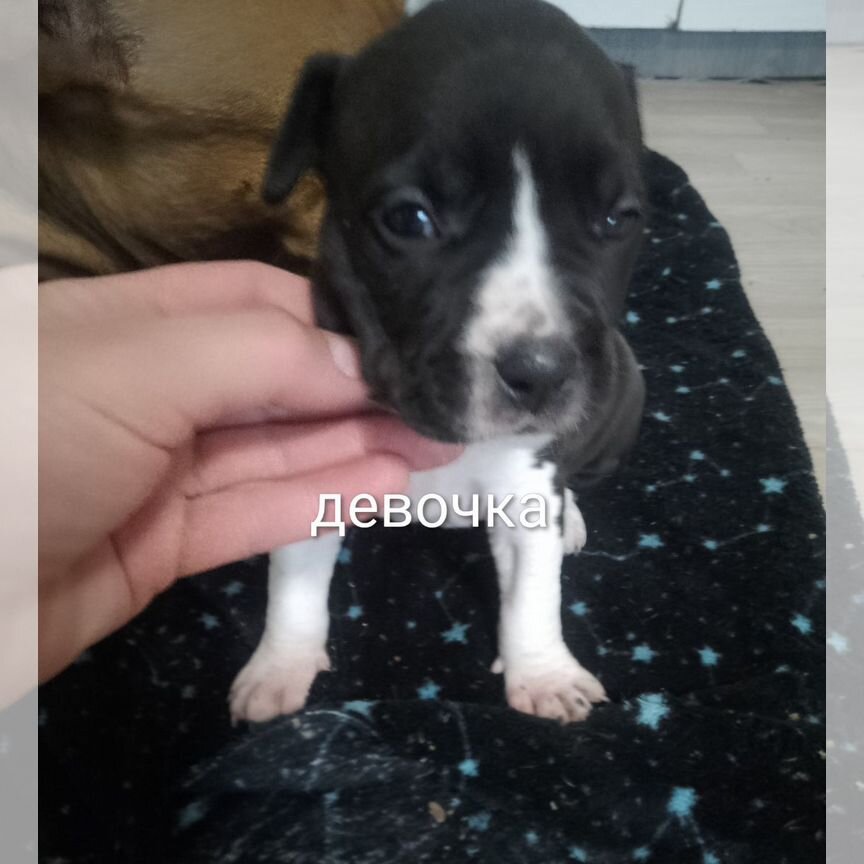 Американский стаффордширский терьер, щенок