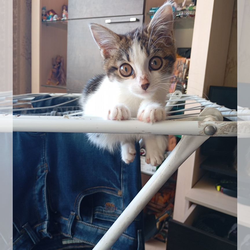 Отдам котенка в добрые руки, девочка