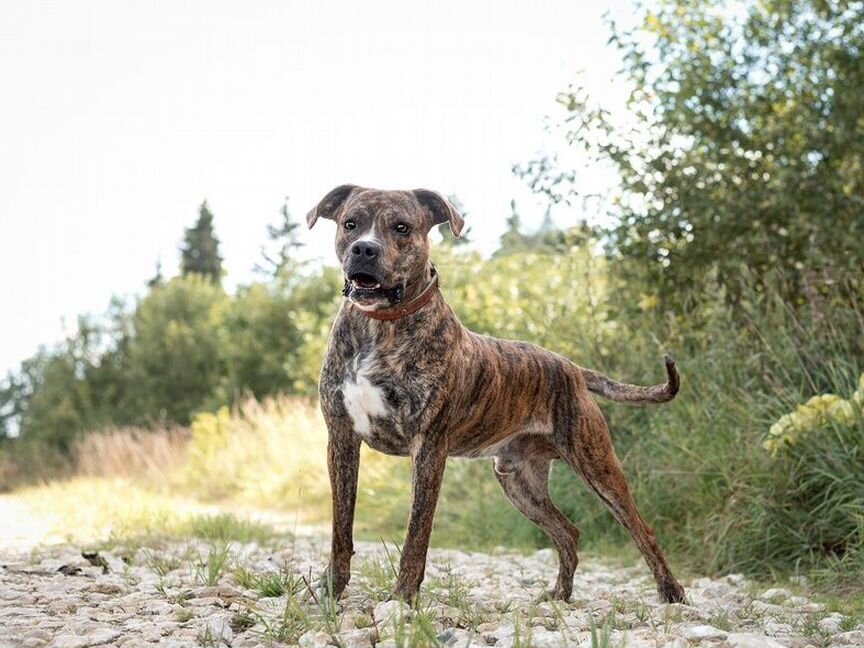 Красавец стафф Хайдеггер в добрые руки