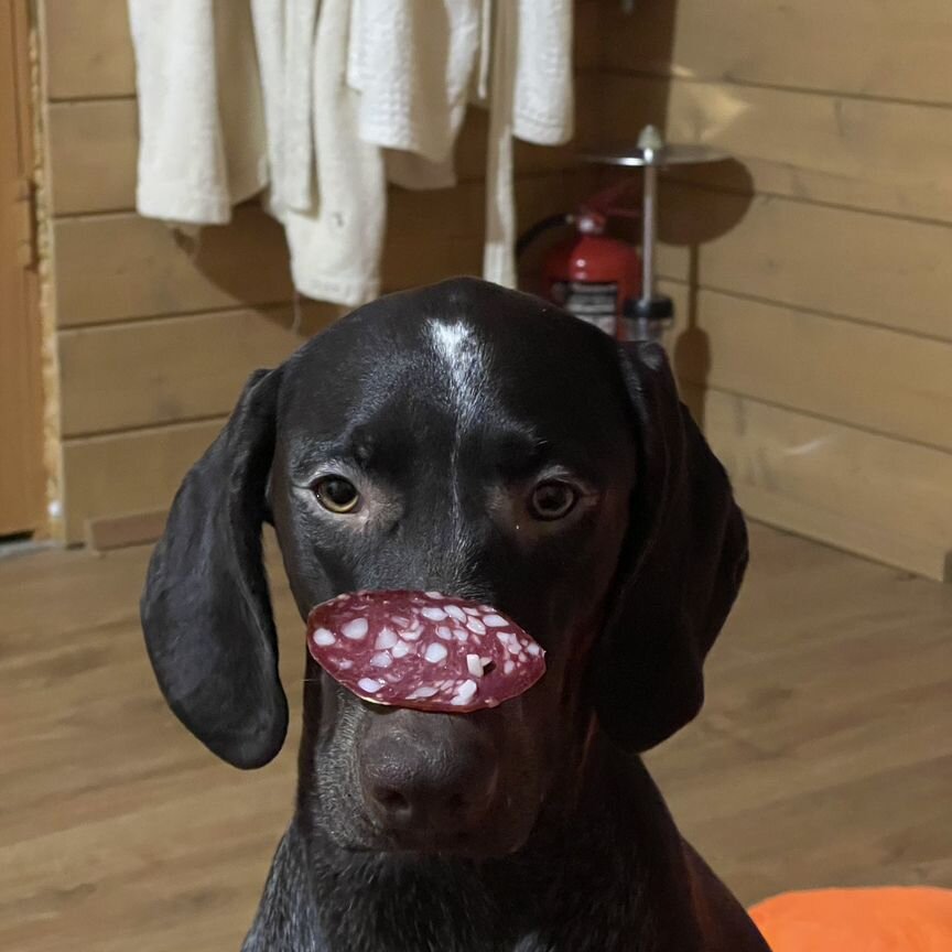 Дратхаар в добрые руки